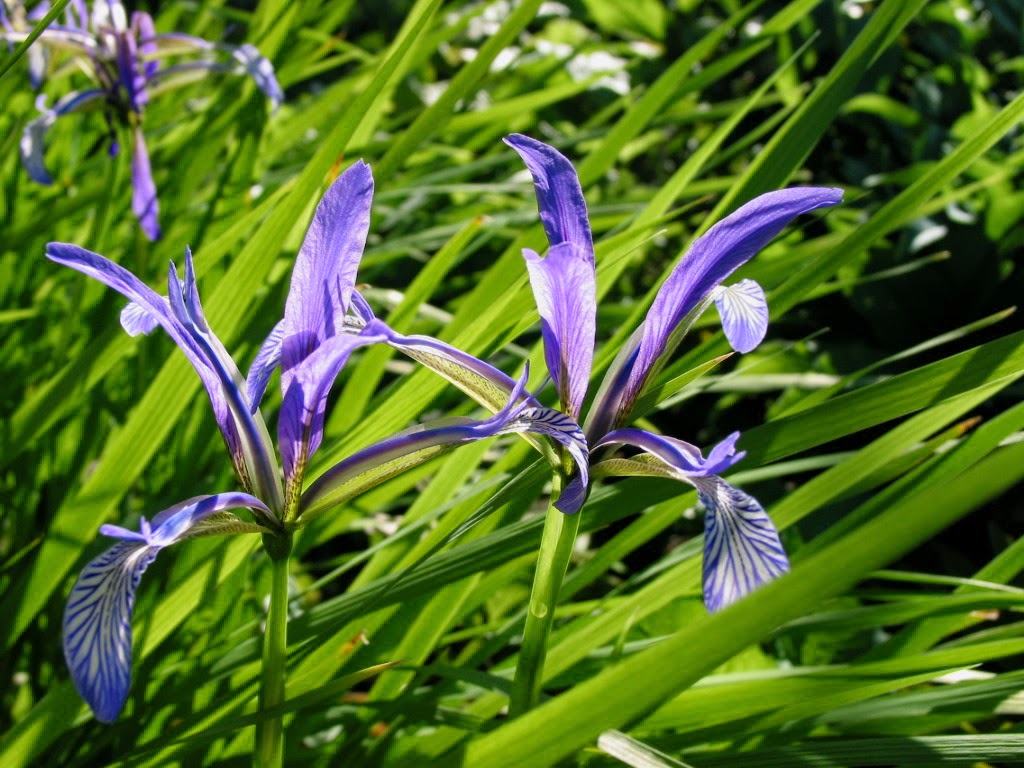 World of Irises: Iris anguifuga - The missing link?