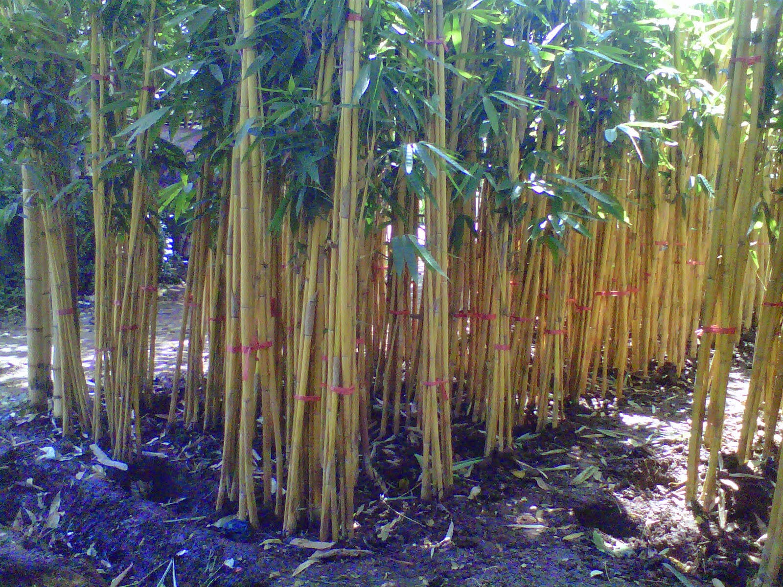 Jual Pohon Bambu Kuning Murah | Supplier Pohon Bambu Panda | Bambu ...