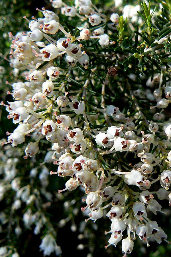 Wildflowers of Andalucia: Erica arborea