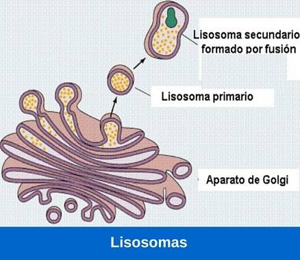 LISOSOMAS