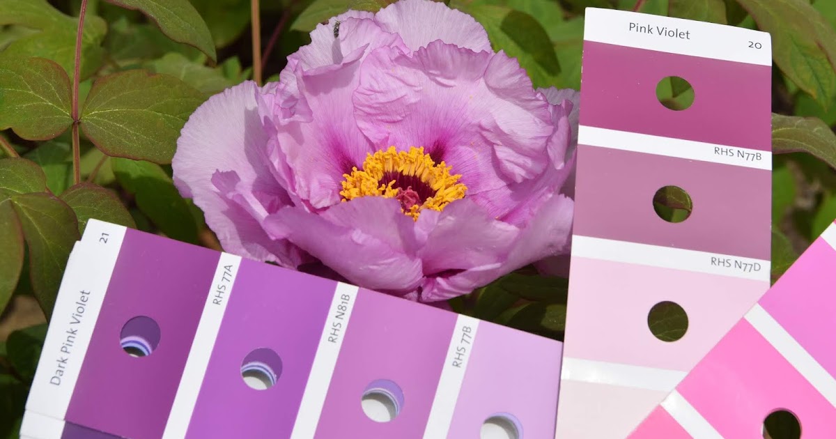 Southern Peony: 2018 RHS Colours 200 Peony Varieties' Bloom Colors ...