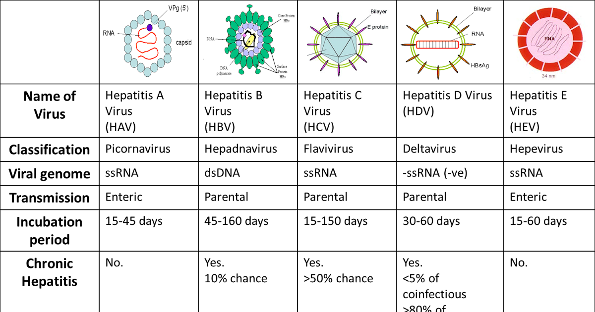 All you need to know about Hepatitis!: Summary of the 5 main types of ...