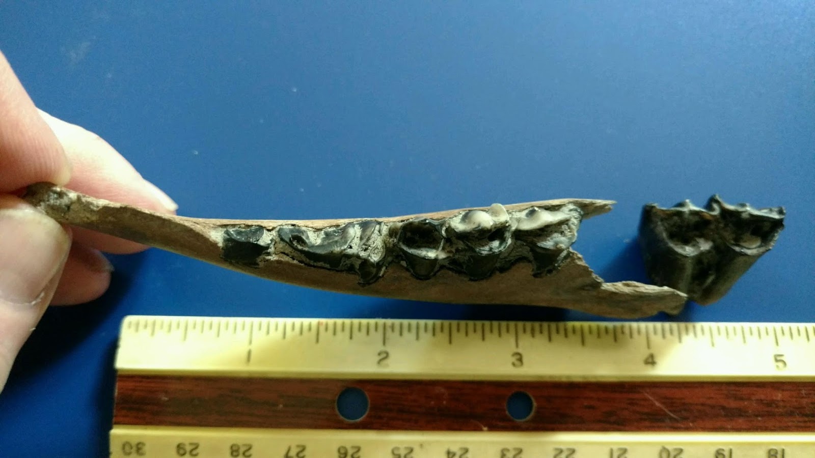 Lowcountry outdoors: Edisto Beach Dig Yields Bovine Bones
