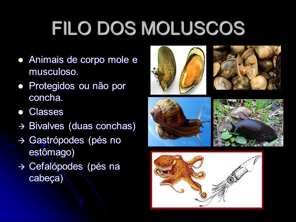 Filo mollusca | Biologia: A ciência da vida