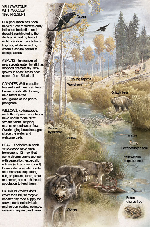 CommonBoundaries: Yellowstone Before and After Wolves