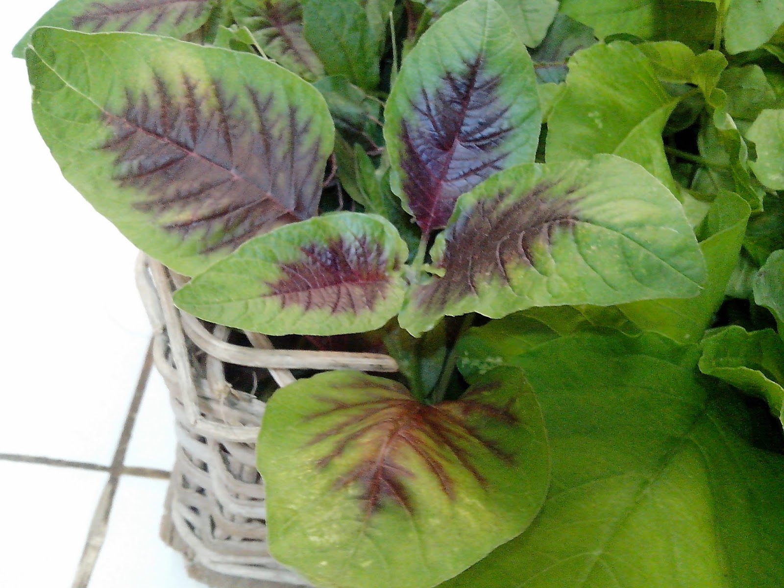 Endah Murniyati's Journey: AMARANTH : BAYAM BELANG