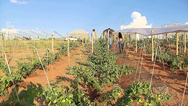 Como cultivar comercialmente o Canapum, Joá-de-capote ou Saco-de-bode ...