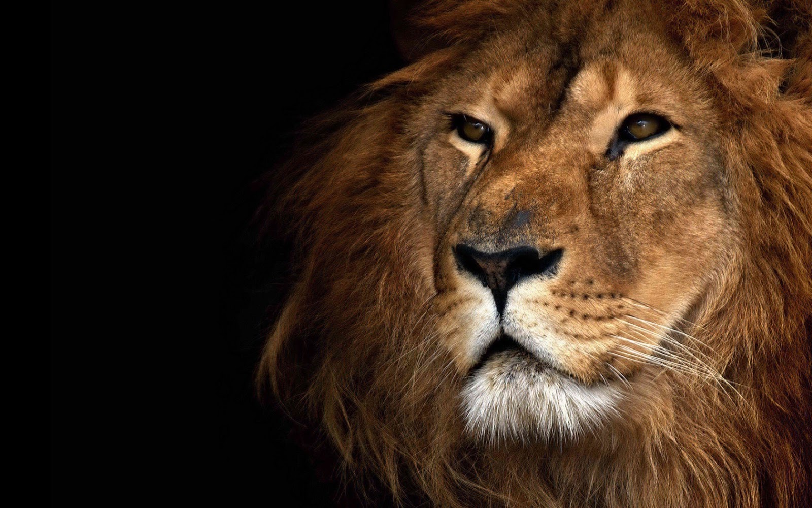 Arka plan resimleri: Hayvan Resimleri