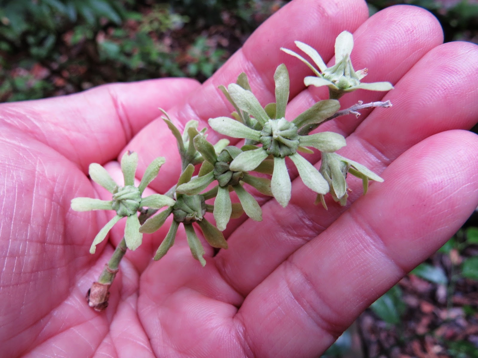 Flying Fish Friends: Homalium grandiflorum flowering once in about 20 years
