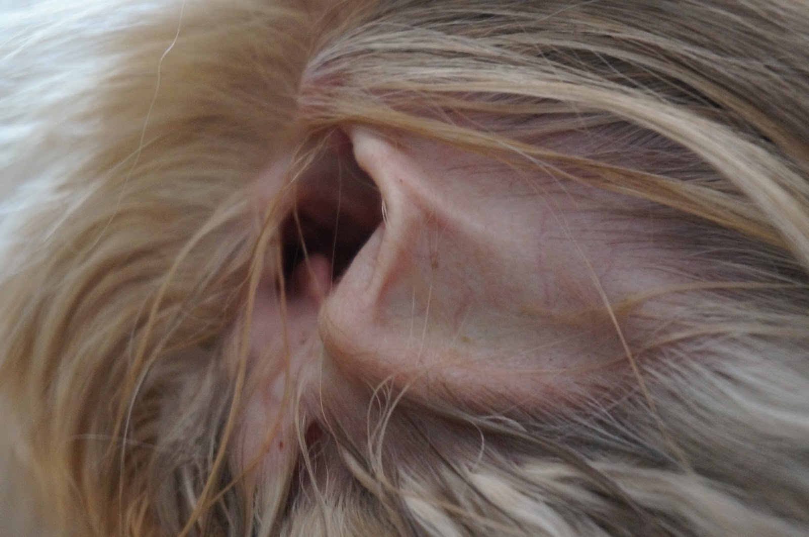 Lhasa Apso Mort: Jak prawidłowo dbać o uszy psa? Higiena uszu psa