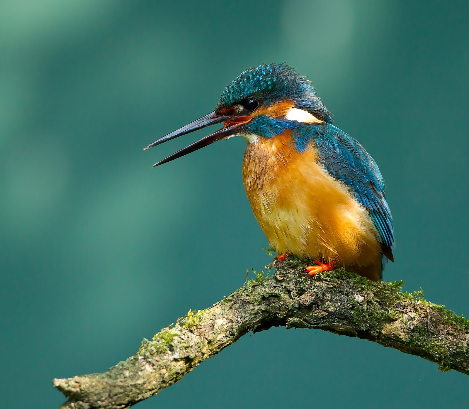 Old Man of Minsmere aka John Richardson: Fantastic Kingfishers at ...
