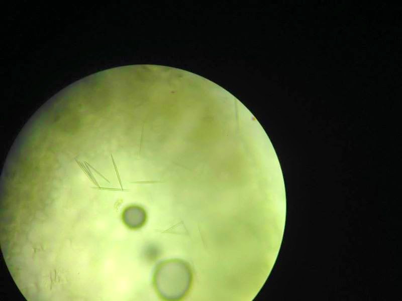 ciencias agrogenomicas enes-unam leon