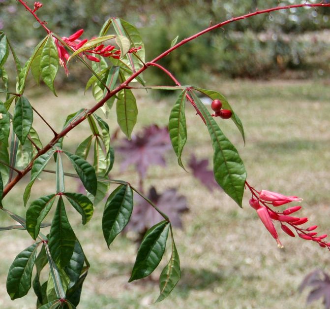 Το ιδανικό ΒΟΤΑΝΟ για την καταπολέμηση του σακχαρώδη διαβήτη και της ...