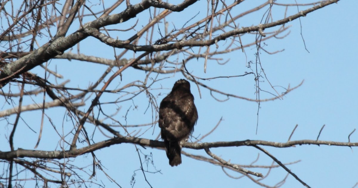 The Nomadic Naturalist: Dark morph Red-tailed Hawk in Ontario