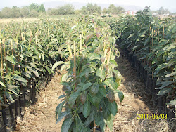 Viveros de Aguacate Hass y Hass selección Méndez: Cacaté en Tabasco y ...