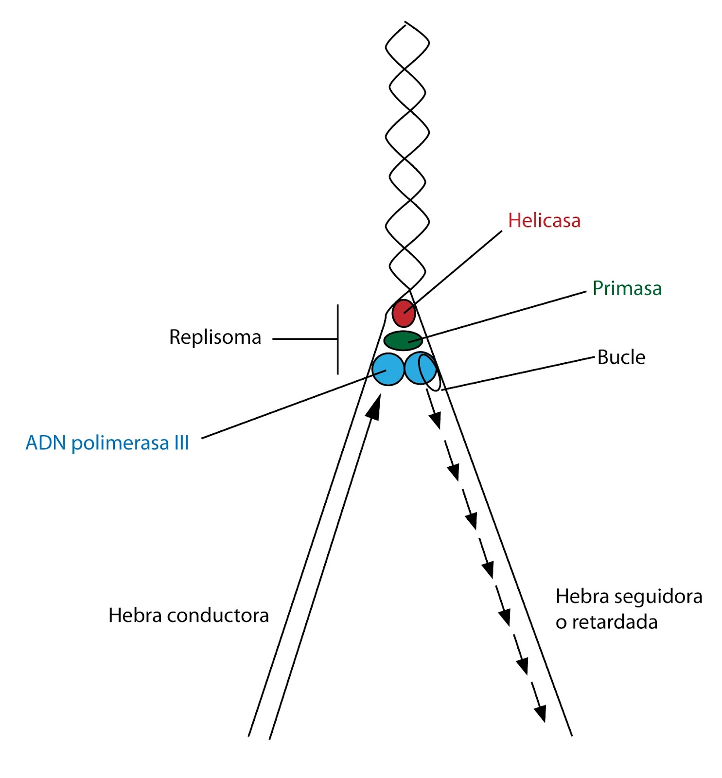 el moderno prometeo: Replicación de la información genética