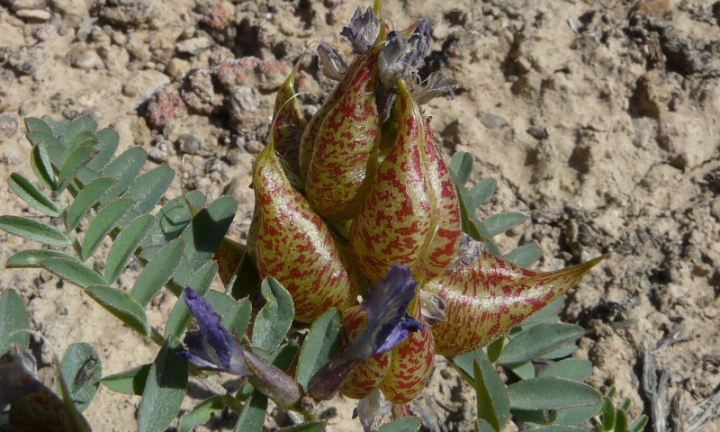 Get Your Botany On!: Great Basin Plants part 2