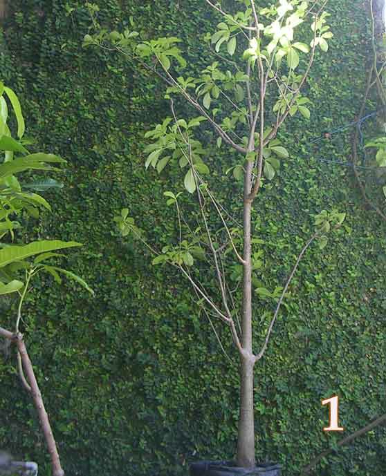 Jual Pohon Baobab Asem Buto. ~ Gallery Tabulampot Top