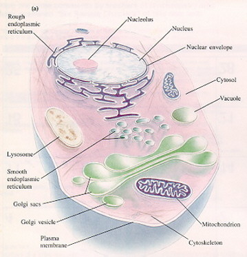 Só Biologia *-*: RIBOSSOMOS