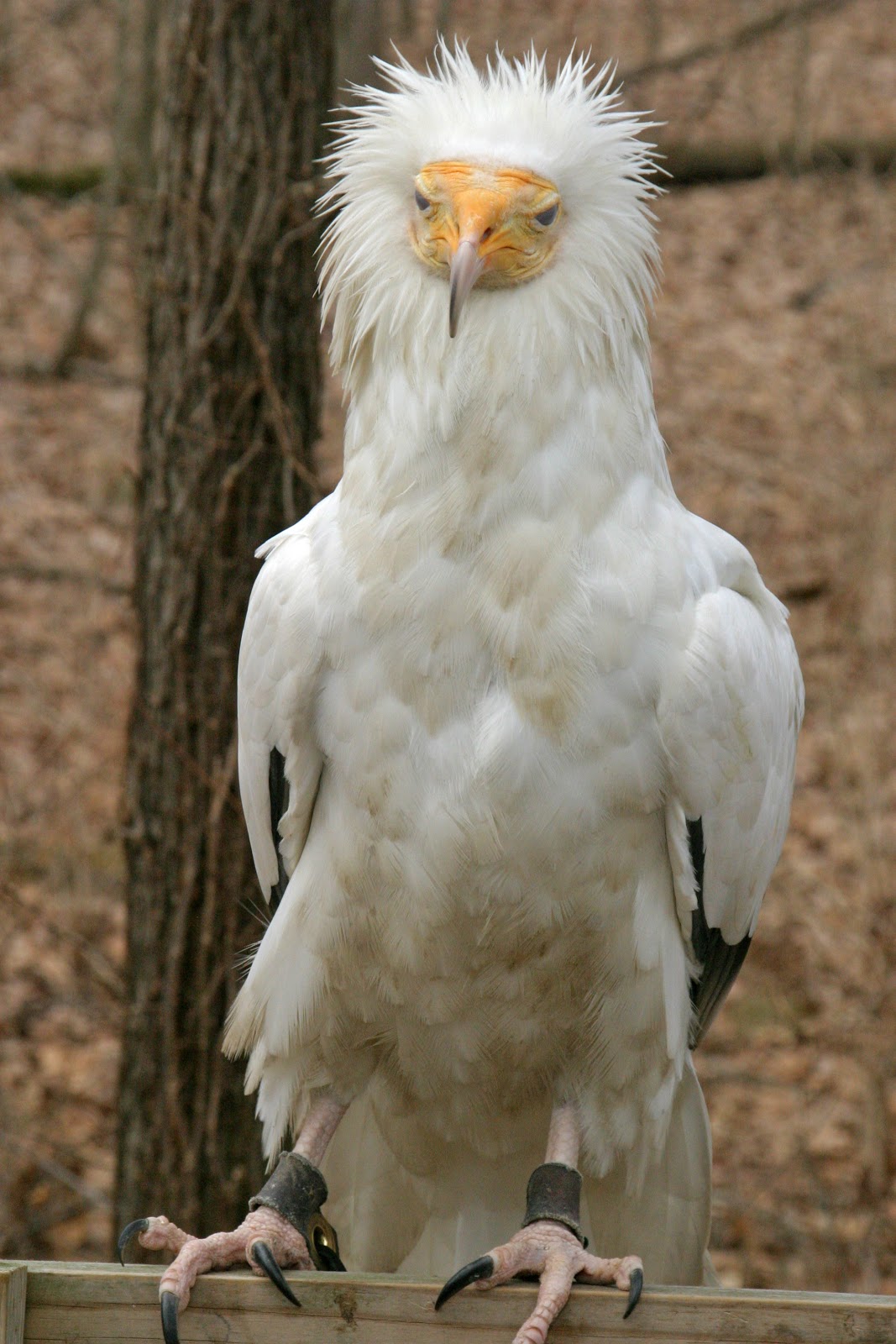 World Bird Sanctuary: Osiris – Not The God Of The Dead