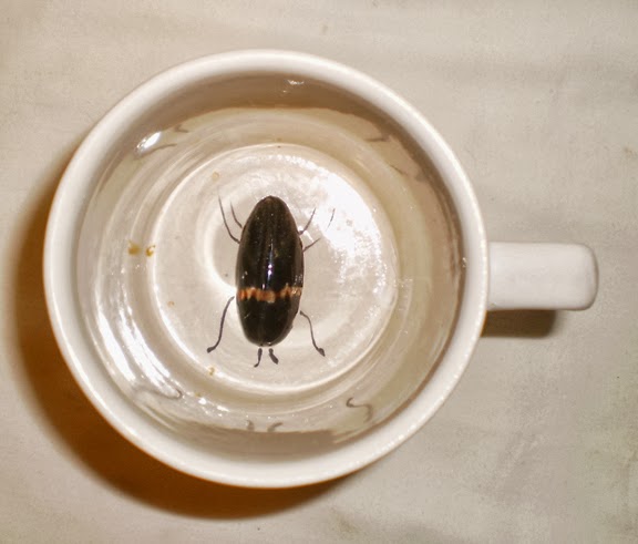 Aberrant Ceramics: Eye Cup #1