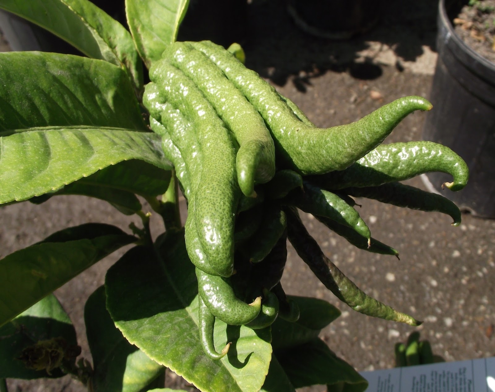 Public Domain Photos and Images: Buddha's Hand, an unusual citrus fruit