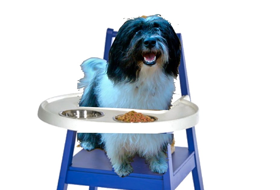 To Dog With Love: Dog Product Review: The Hundstol Dog Highchair from Ikea