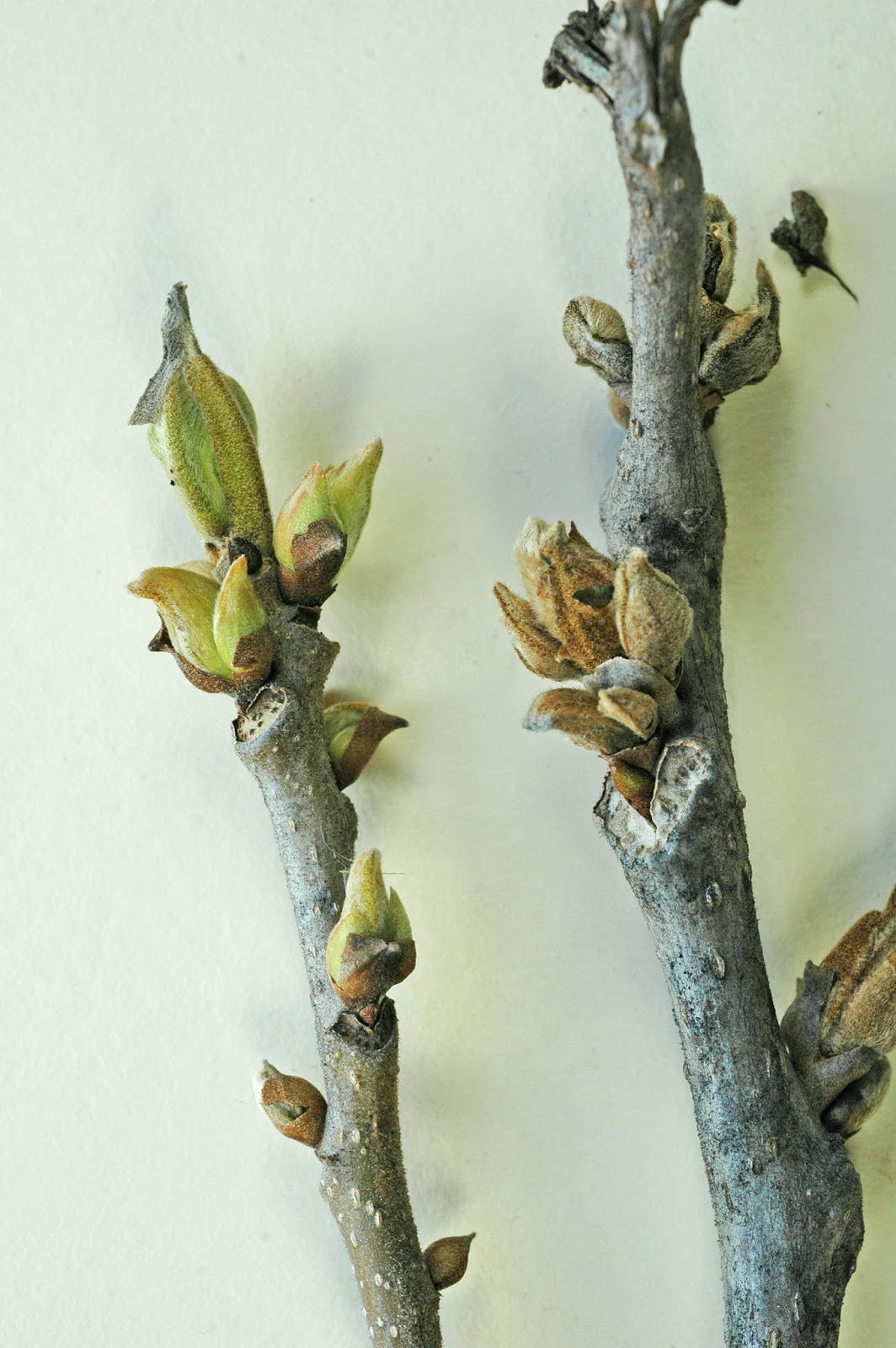 Northern Pecans: Freeze injury to pecan buds