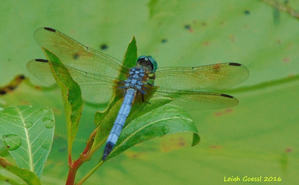 Photos by Leigh Goessl: Chasing dragonflies this summer