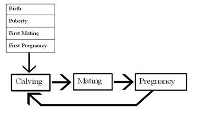 Basics of Cattle Reproduction - Vet in Training