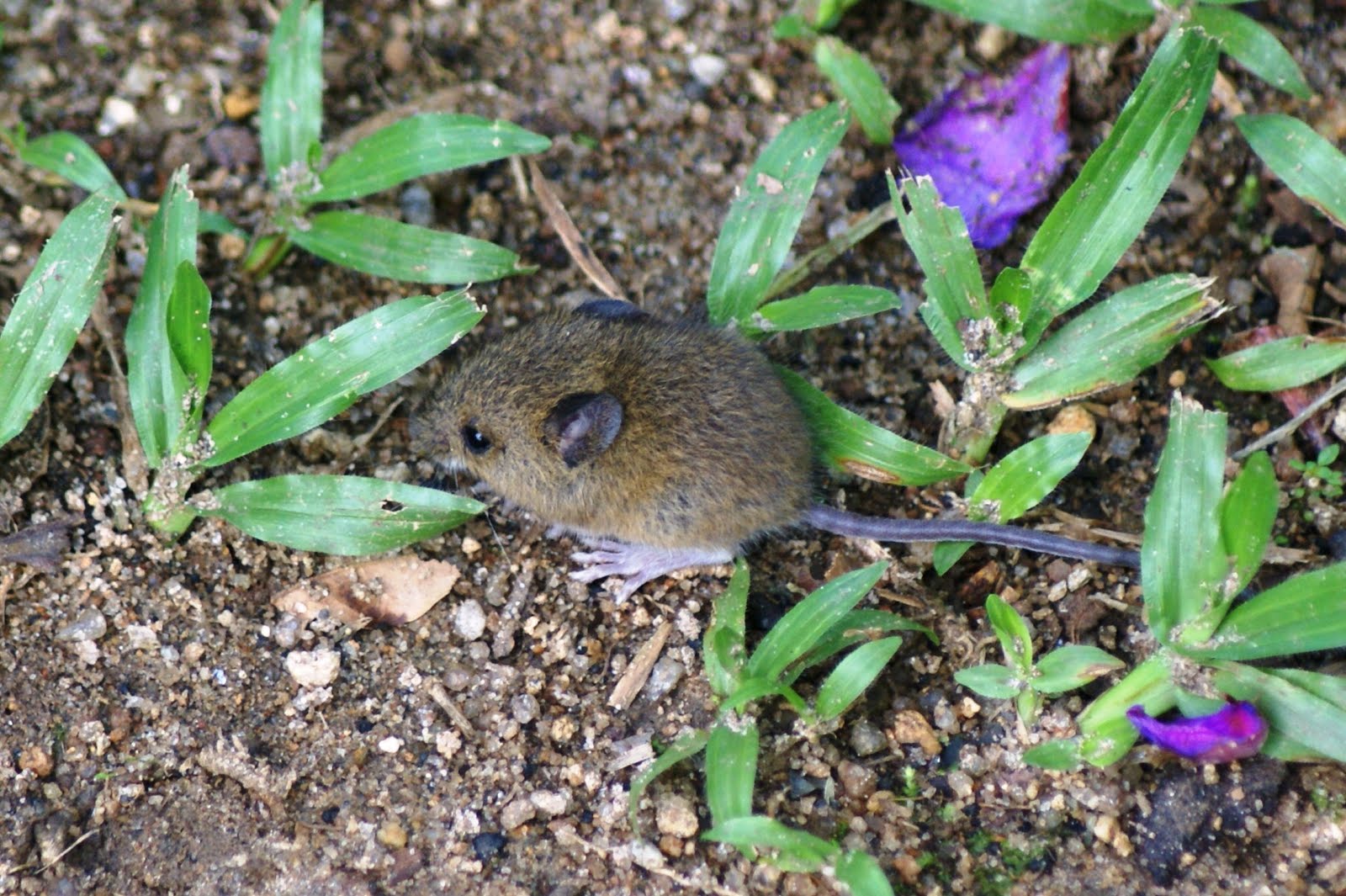 Fauna e Flora da Mata Atlântica: Rato da Mata