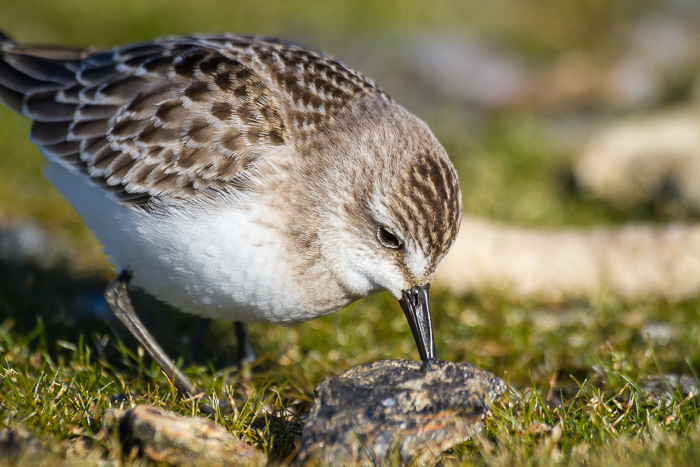 Whimbrel Nature: The Secret Lives Of Peeps
