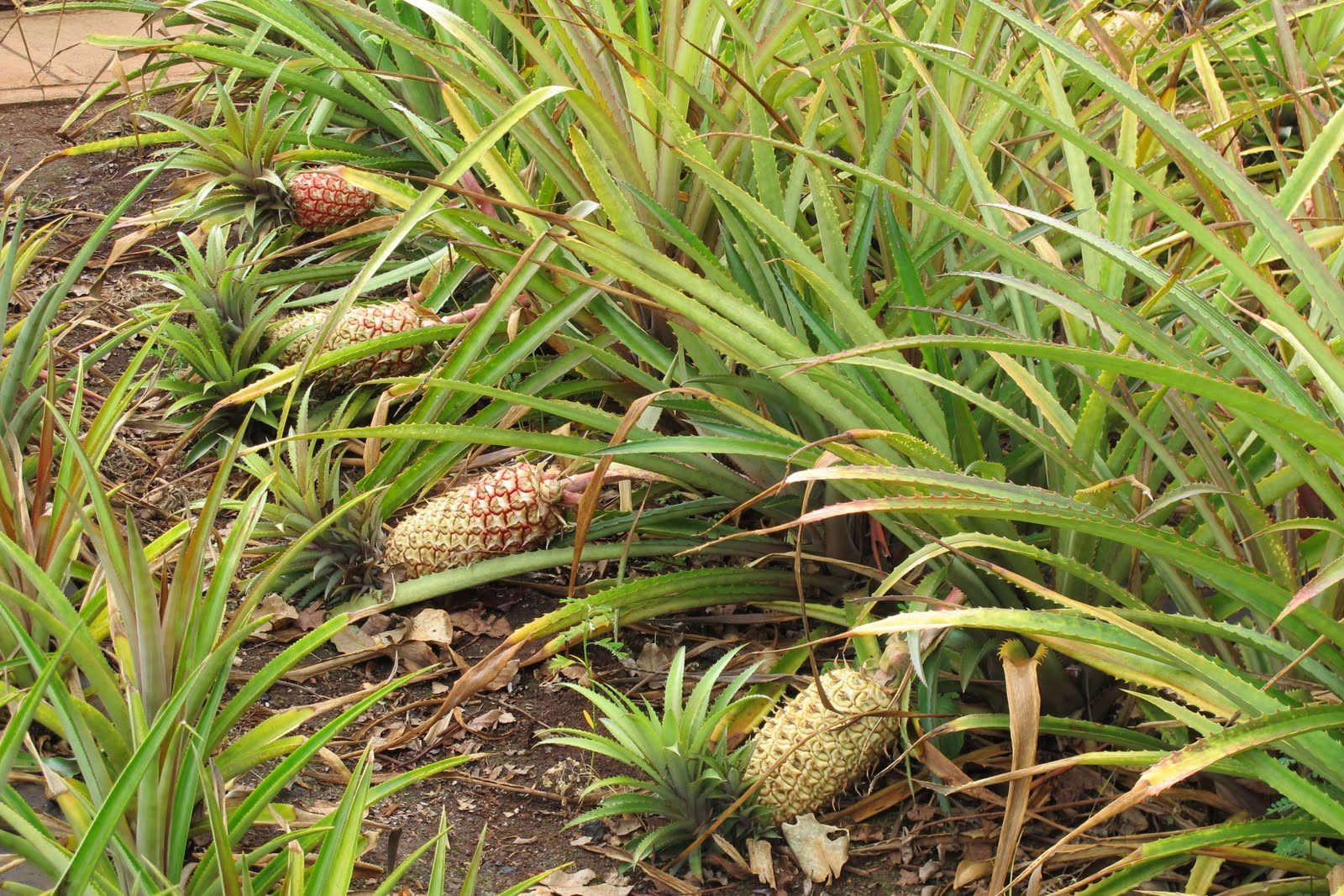 Dole Pineapple Plantation - Munchie Musings