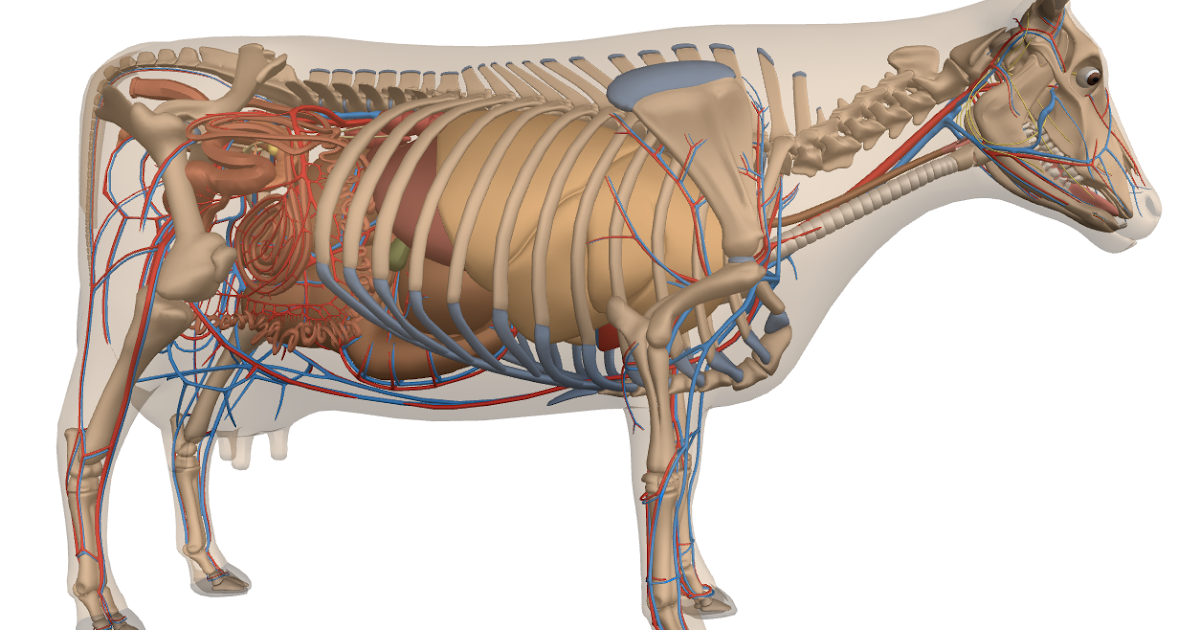 Escuela infantil castillo de Blanca: LA VACA
