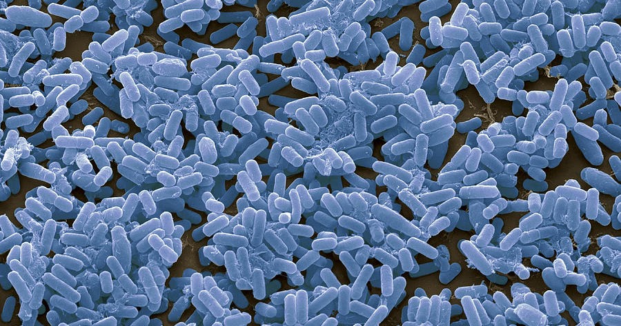 Mikroba dalam Bioremediasi