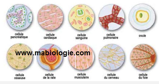 Organisation du monde vivant / Théorie cellulaire ~ COURS de la pharmacie