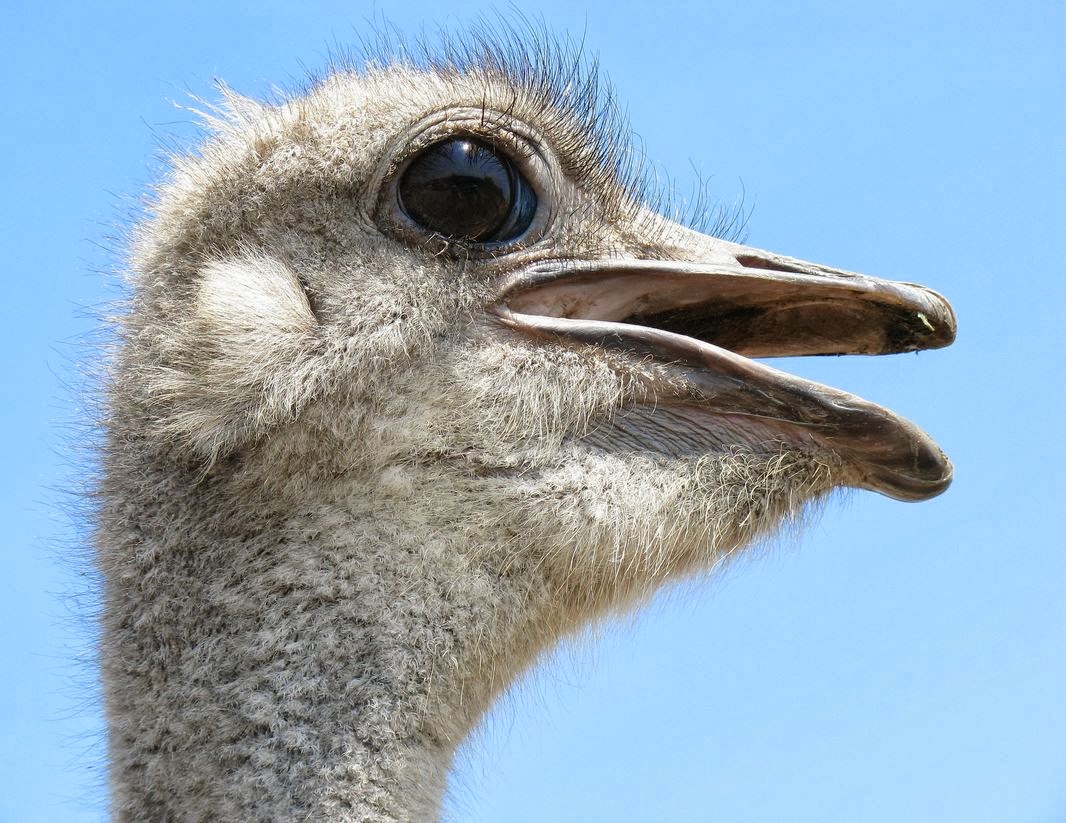 Lintukuvia: Strutsi