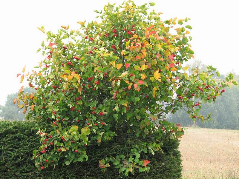 kahe valla piiri peal: MEISTER SÜGIS SEGAS VÄRVE