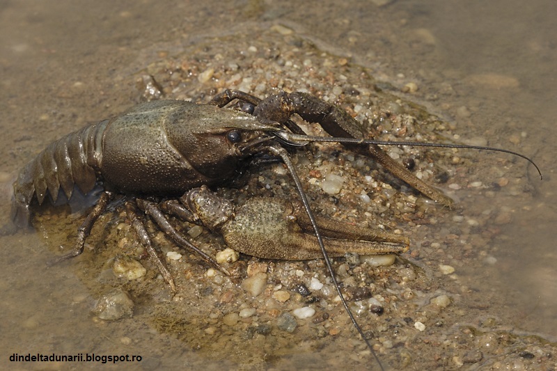 Din Delta Dunării: Rac de Dunăre