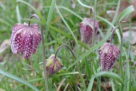 pet najzaštićenijih biljaka Hrvatske: Treća zaštićena biljka