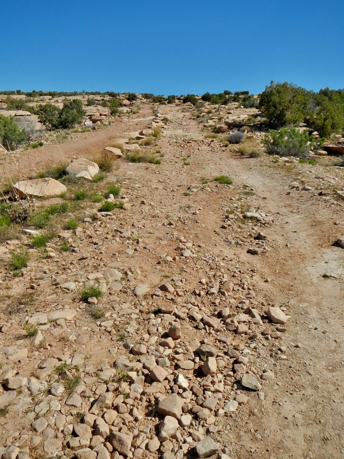 The Southwest Through Wide Brown Eyes: Copper Ridge Dinosaur Trackways ...