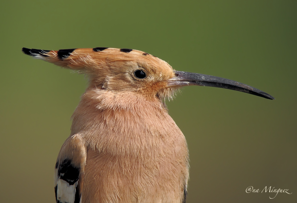 NATURANAFOTOS: Up-up-up