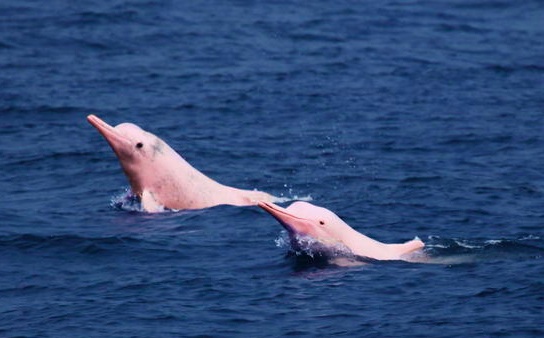 Alba-L blog: Pink Dolphin