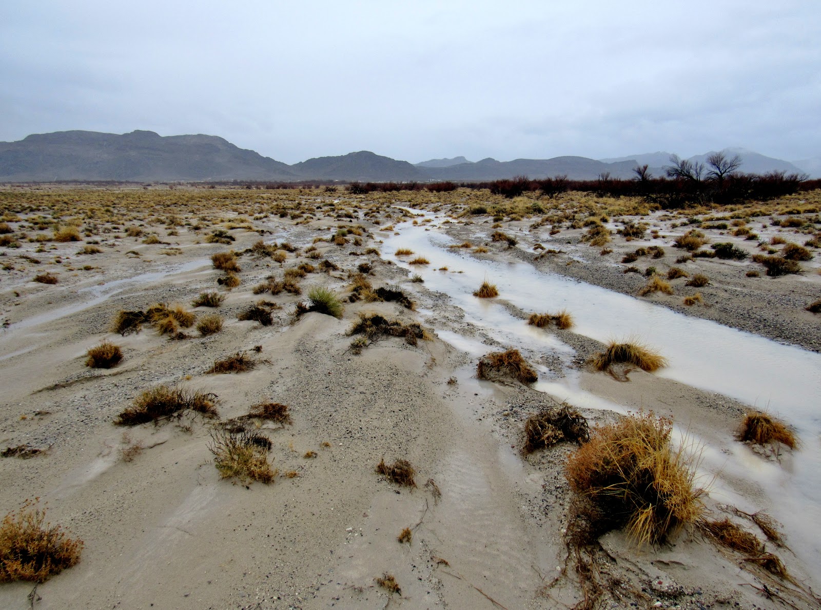Streams in the Desert: Ash Meadows National Wildlife Refuge