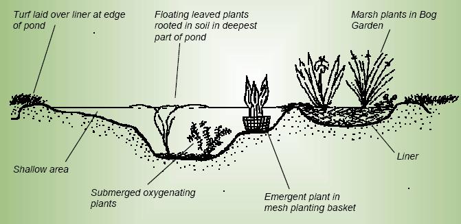 The Poorest Company: Building a wildlife pond - Part 1