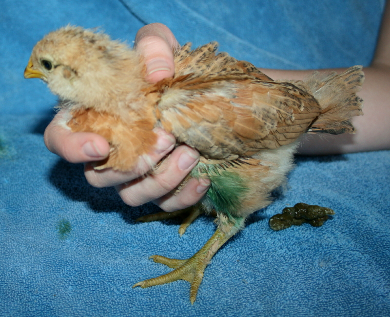 Jack's Henhouse: The Chicks Are One Month Old!