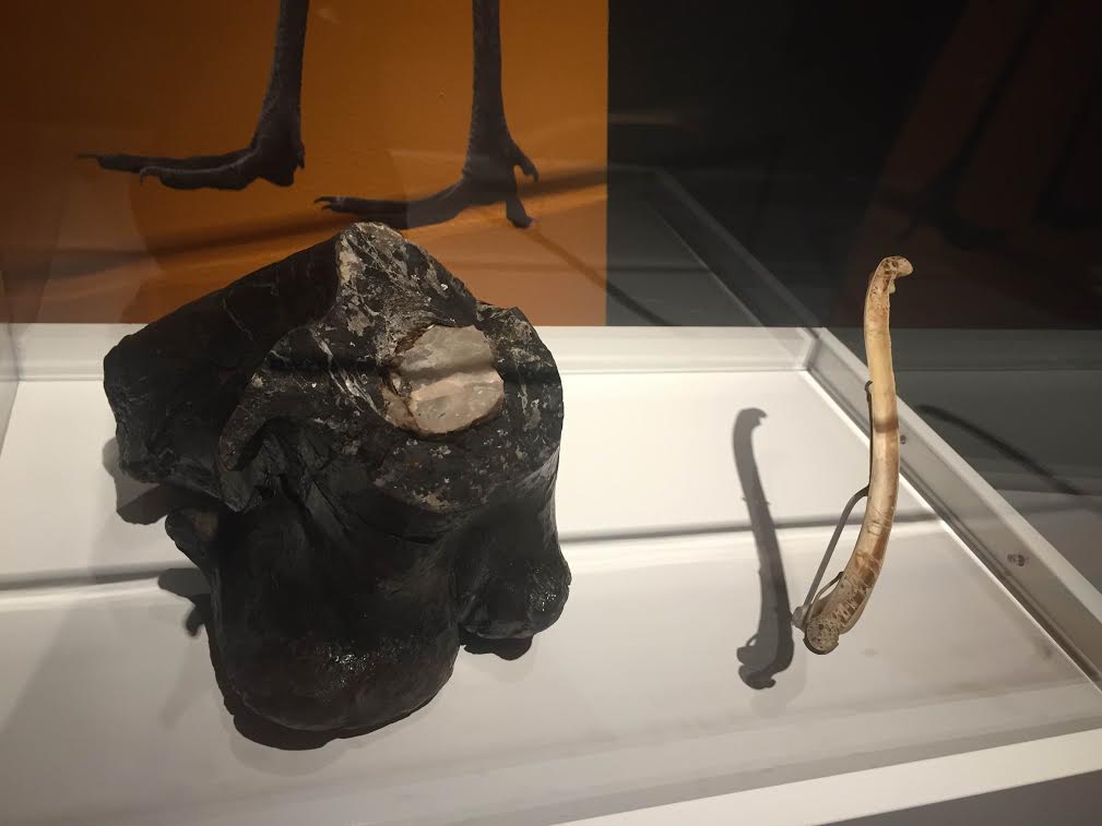 Prehistoric Beast of the Week: Allosaurus: Beast of the Week