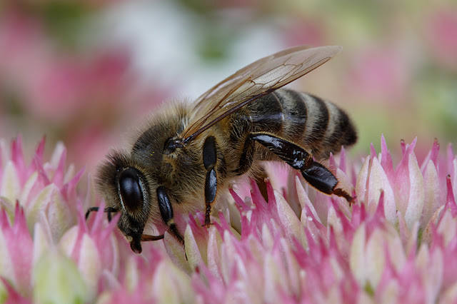 La Familia de la Apicultura - The Beekeeping Family: IMAGENES APICOLAS ...