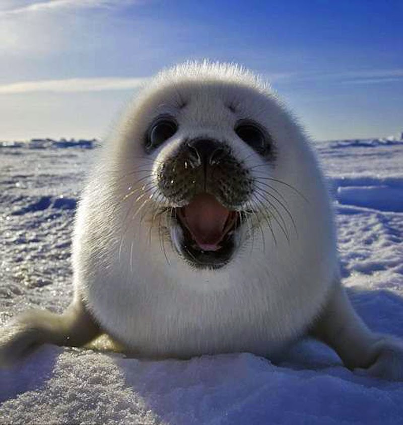 Descubre TU MUNDO: Descubre la belleza de la Foca Arpa (Harp Seal)
