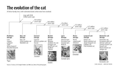 BarleysList: The Evolution of Cats: From Tiger to Housecat